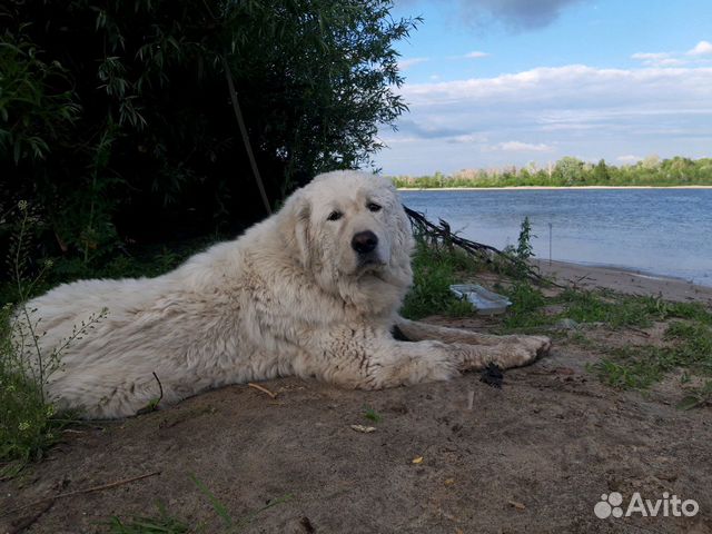 Щенки маремма-абруцкой овчарки