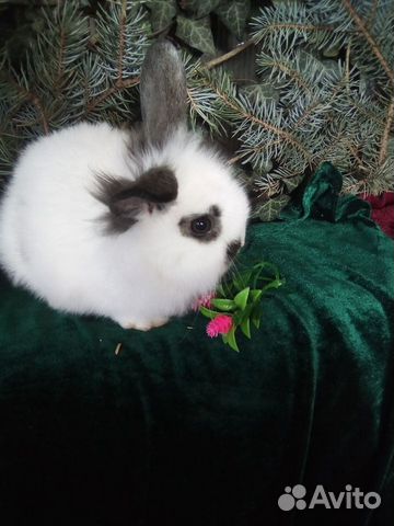 Специализированный питомник мини кроликов «Лапик»