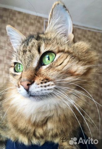 Кошка в добрые руки