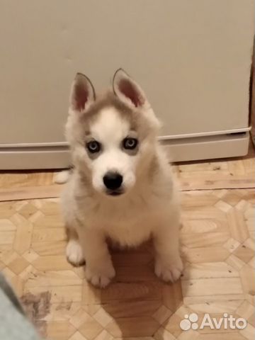 Отдается в добрые руки щенок Сибирской Хаски