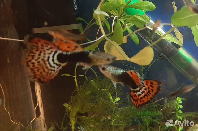 Гуппи испанские, улитки ампулярии