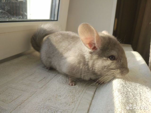 Продается шиншилла девочка