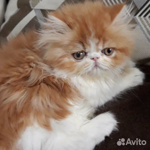 Персидский котёнок