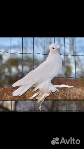 Узбекские голуби