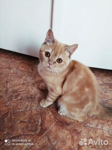 Британский короткошёрстный котёнок