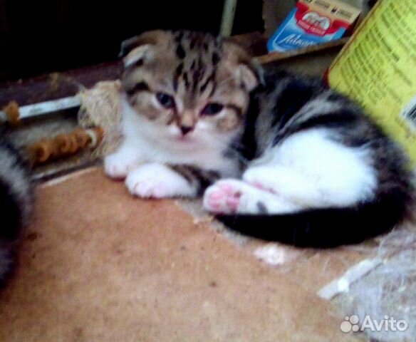 Мраморный арлекин