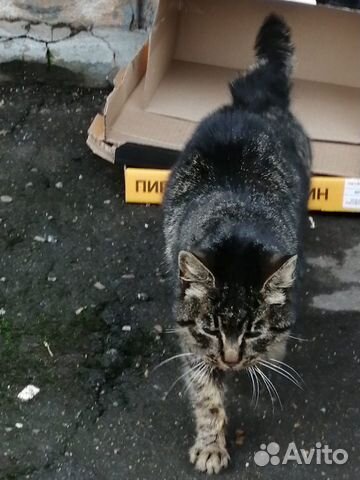 Этому коту нужна помощь