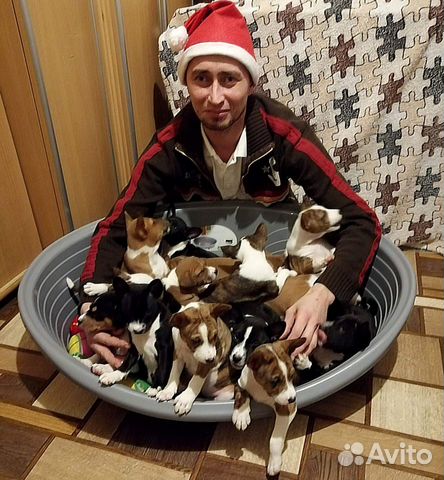 Щенки басенджи всех окрасов. Предлагает питомник