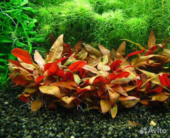 Аквариумные растения и мхи. Водоросли. Прополка