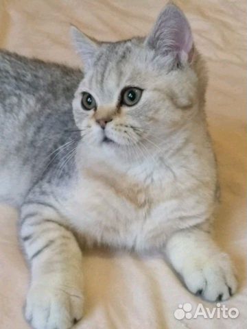 Британский котик серебро 4.5 мес