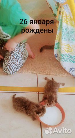 Вислоухие котята полукровки, даром