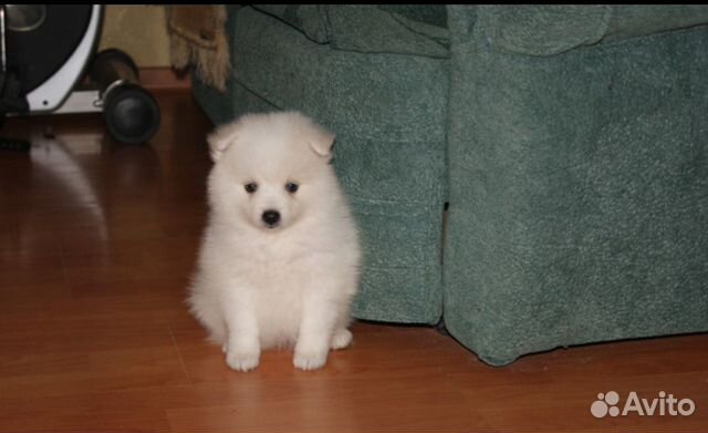 Японский шпиц щенки