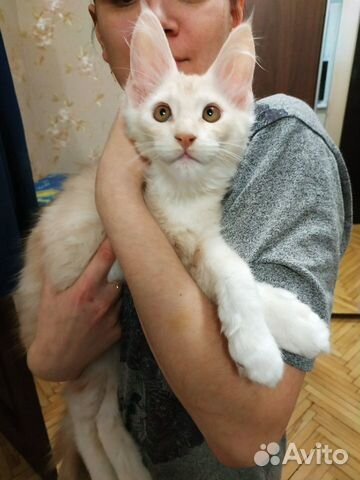 Прекрасный серебряный Цезарь