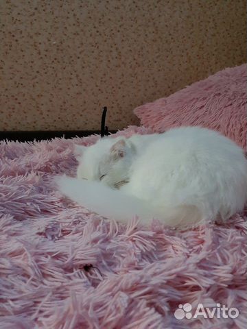 Отдам кошку с котятами,малышам 5 дней