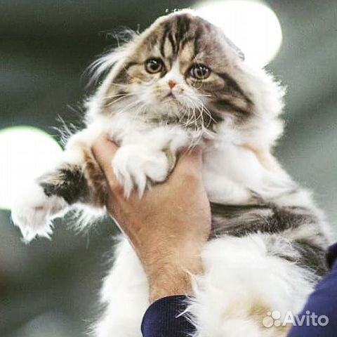 Элитный Шотландский котенок девочка