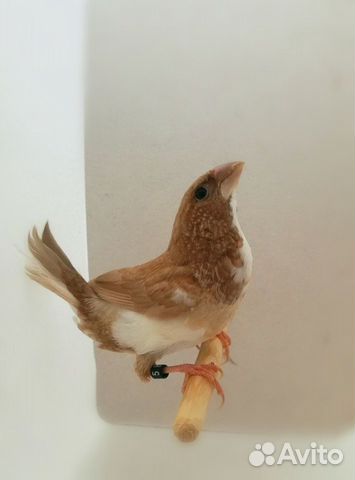 Японская амадина