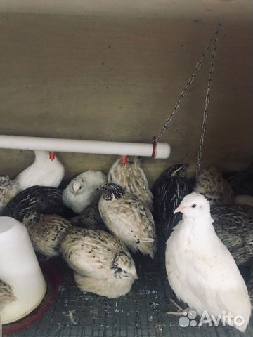 Продам перепелок, в том числе несушек (и яйца) по