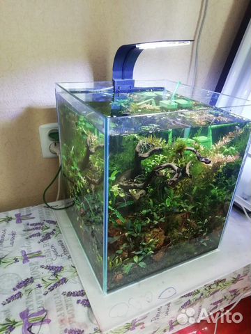 Аквариум креветочник