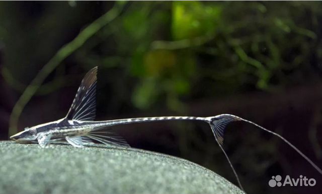 Стурисома панамская, Ларикарий красный, Мраморный