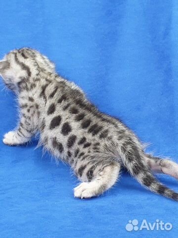 Бенгальские котята (серебро, золото, снег)