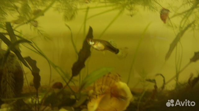 Двери на Ауди-80 В-3