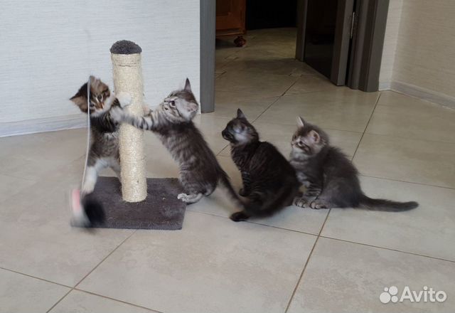 Котята сибирские