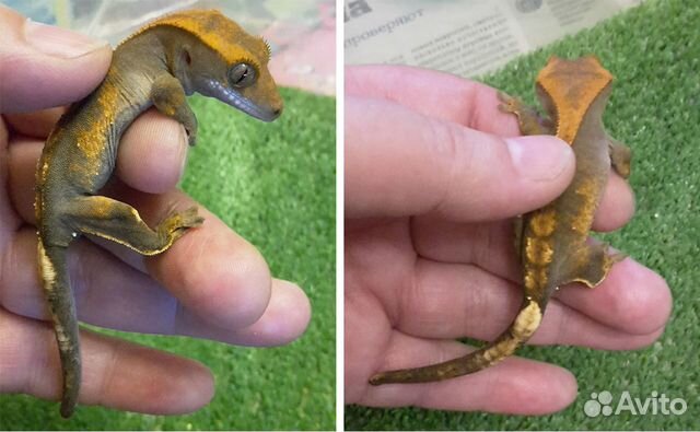 Геккон реснитчатый бананоед