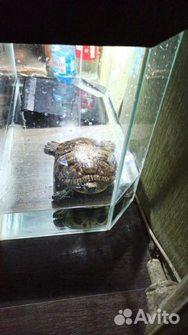 Отдам черепаху
