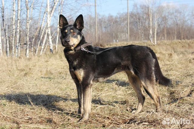 Восточноевропейская овчарка В дар