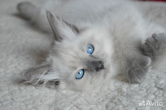 Невский малыш 3 мес