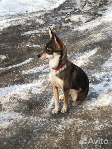 Щенок мелкой породы в добрые руки