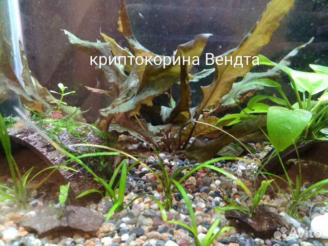 Растения для аквариума: сагиттария, крипта, мох