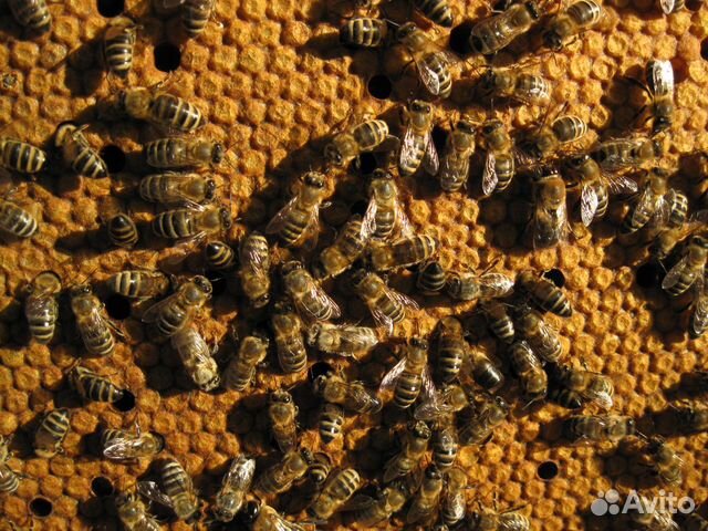 Продаю пчелосемьи дадан и рут