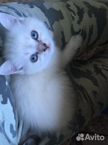 Кошка
