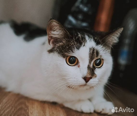 Кошка Плюшка в добрые руки