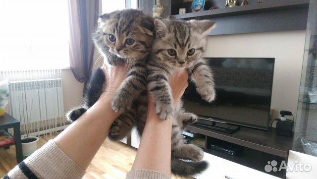 Классные котята
