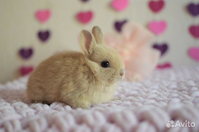 Кpольчатa карликовые 1,5-2мес