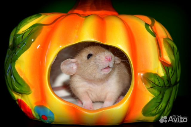 Декоративные крысы