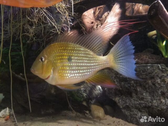 Акарихтис хеккеля