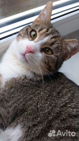 Юный котик в добрые руки