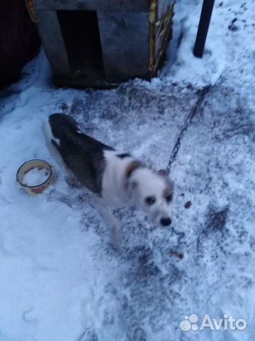 Собака