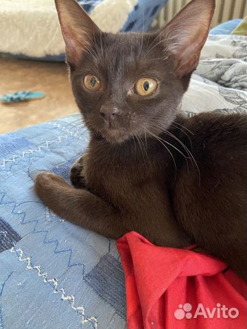 Продам котёнка