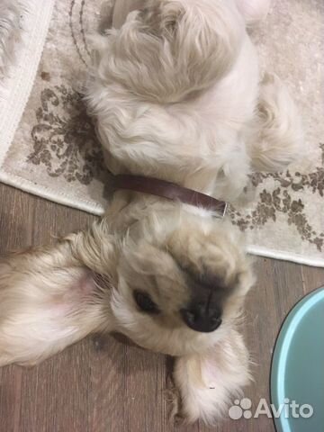 Щенки Кокер Спаниелей (американцы)