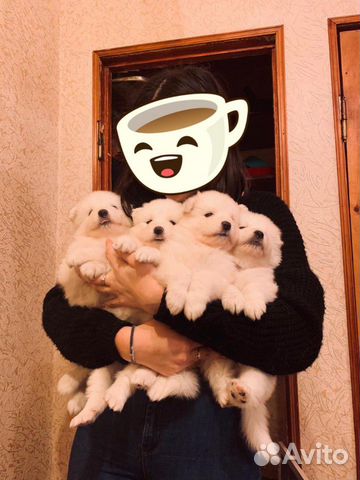 Продаются щенки Самоеда