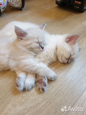 Невские маскарадные котята