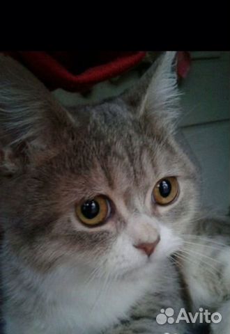 Котик шотландец прямоухий