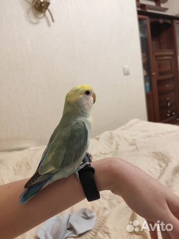 Попугай неразлучник