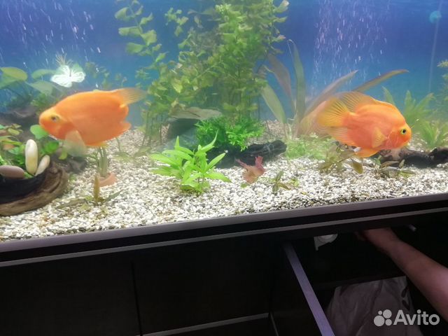 Рыбы аквариумные