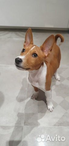 Щенок Басенджи (мальчик)