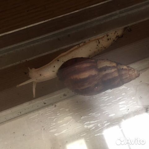 Улитка Ахатина